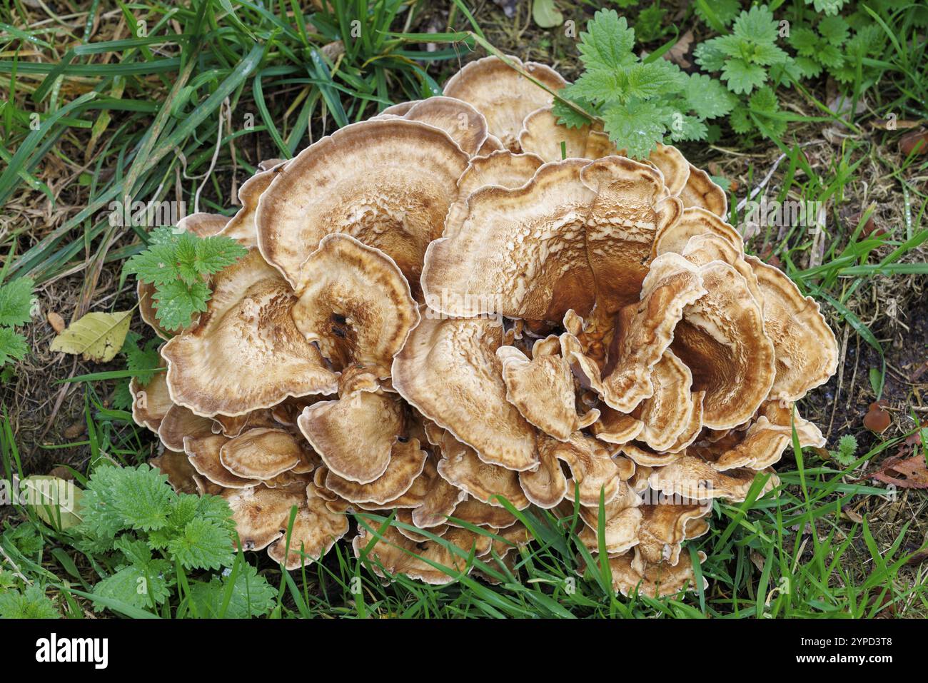 Giant mushroom (Meripilus giganteus), Germany, Europe Stock Photo - Alamy