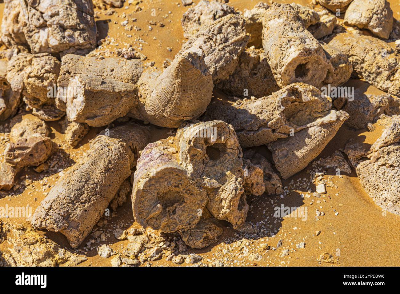 Rudists hi-res stock photography and images - Alamy