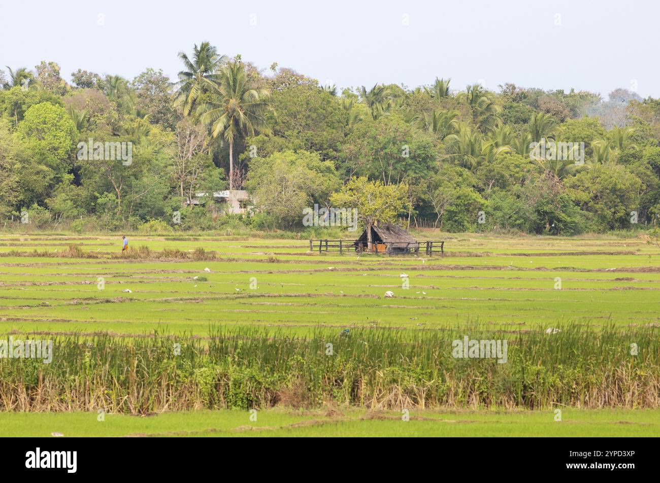 Rice fields in Kataragama, Uva Province, Sri Lanka, Asia Stock Photo ...