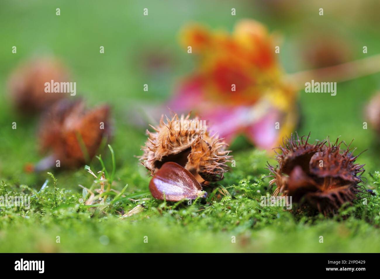 Beech nuts Fruits of the copper beech (Fagus sylvatica), Germany ...