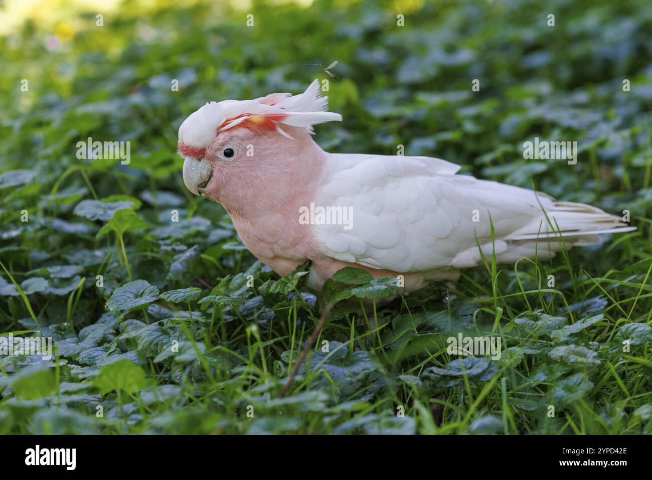 Inca cockatoo (Cacatua leadbeateri), Germany, Europe Stock Photo - Alamy