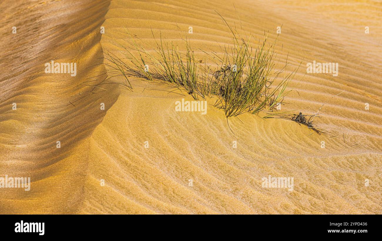 Green vegetation in a windswept sandy structure, Hugf stone desert ...