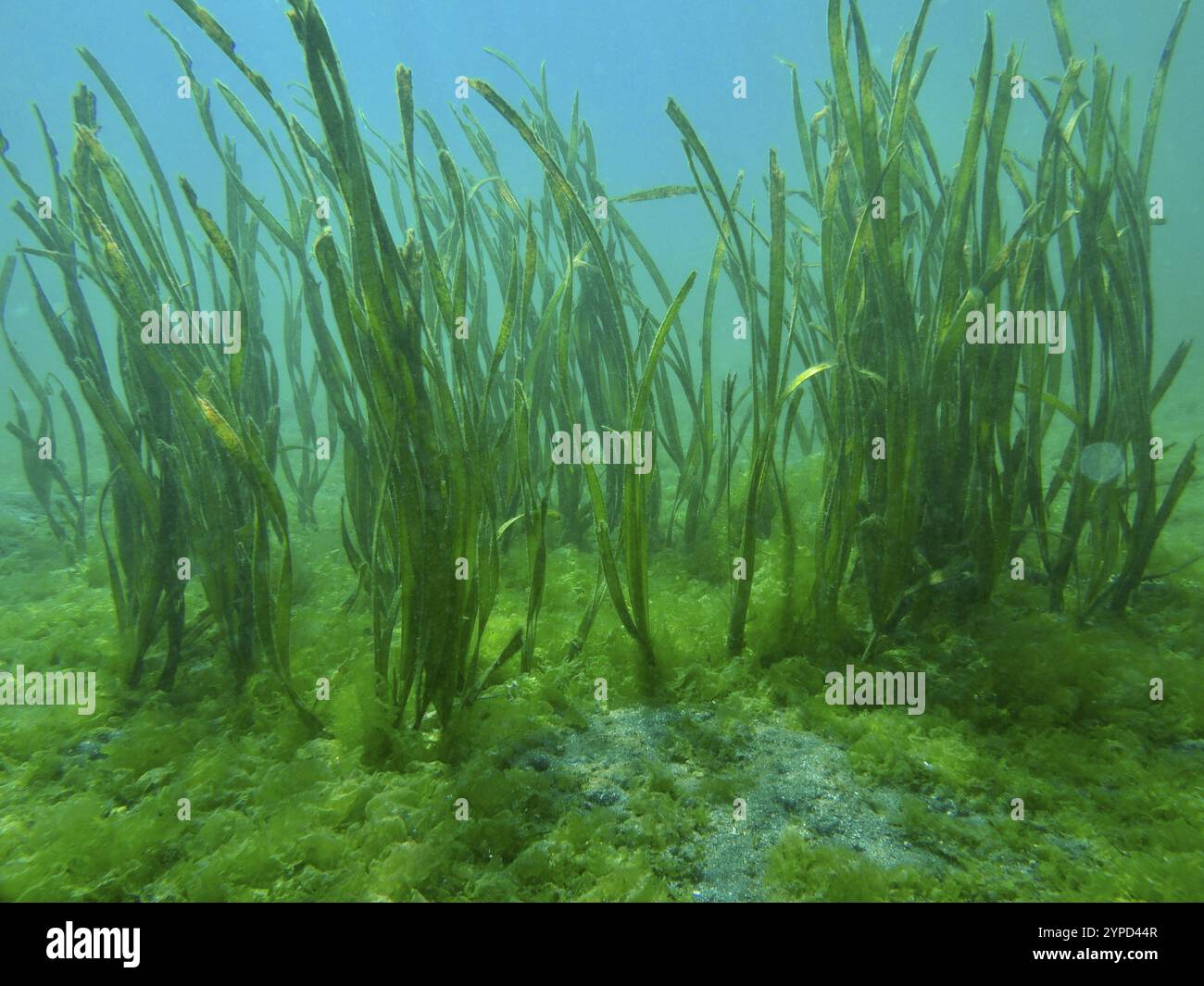 Green ribbon seaweed (Enhalus acoroides) growing on the seabed in an ...