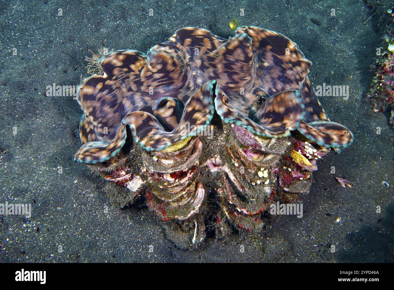 Giant clam, killer clam (Tridacna squamosa) with distinctive structure ...