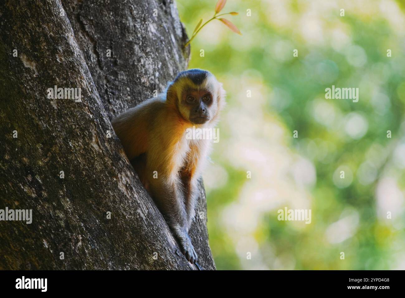 March 21, 2024, Brazil. Capuchin monkey is seen in the tree, in the ...
