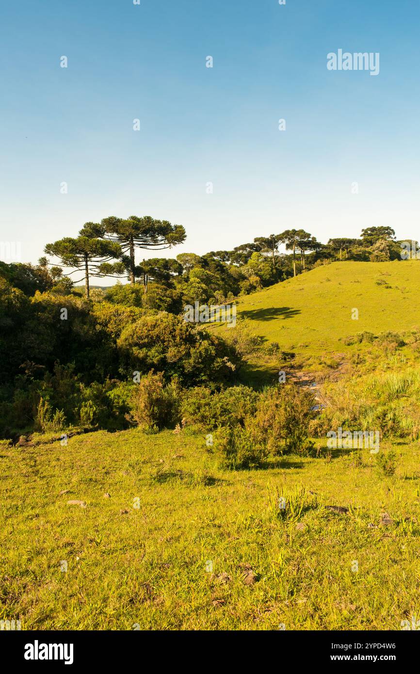 Campos de cima da serra (Brazilian subtropical highlands grasslands) in ...