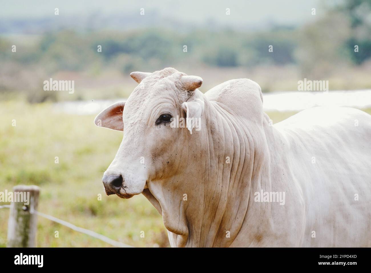 Cattle breeding in Brazil. Livestock and farming are the main ...