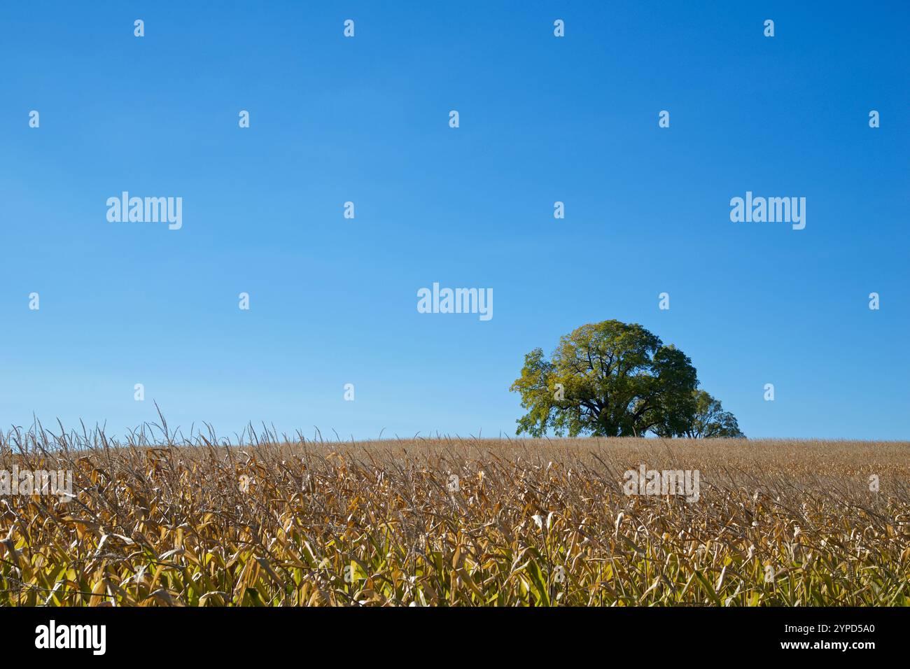 Lonely tree in field zoom hi-res stock photography and images - Alamy