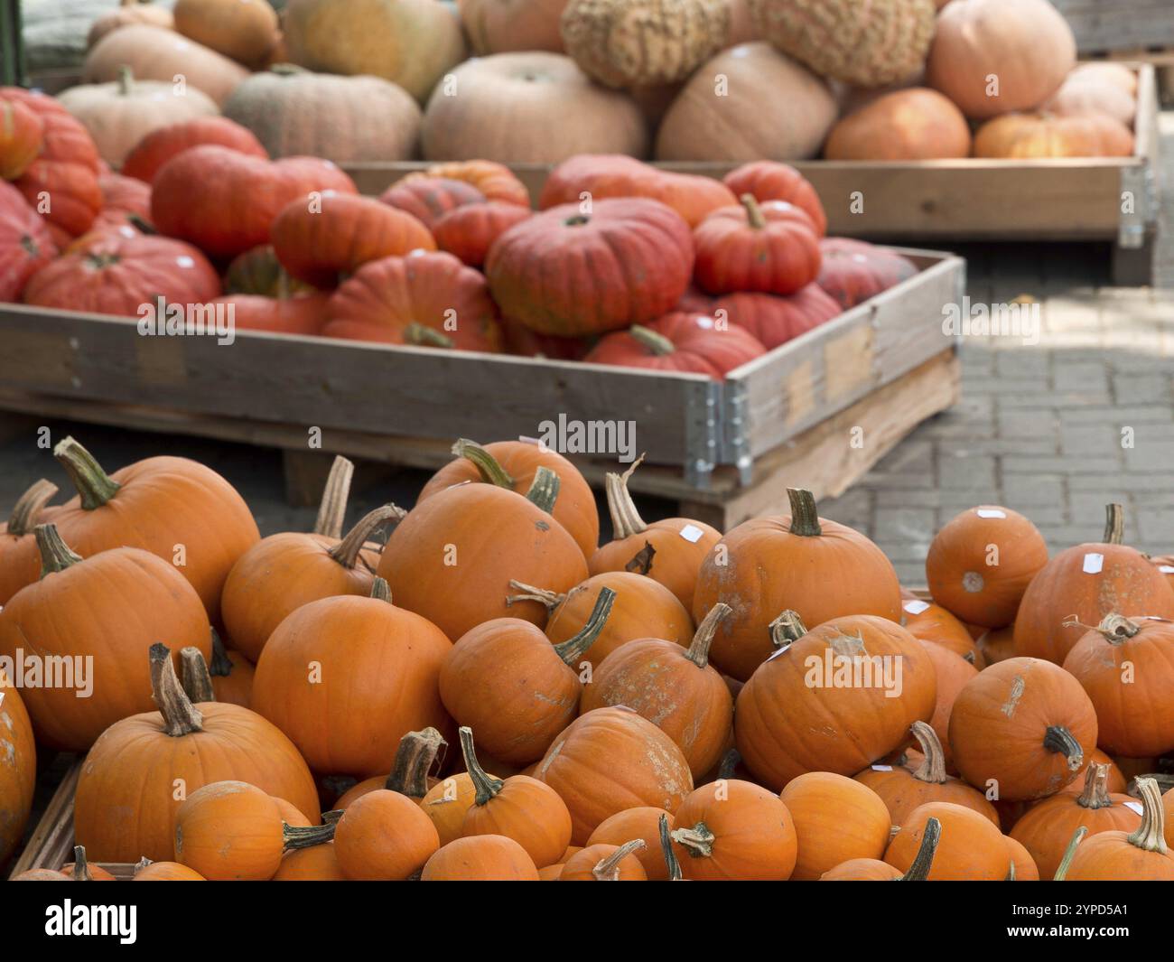 Brief overview of colourful pumpkins in boxes on a market square ...