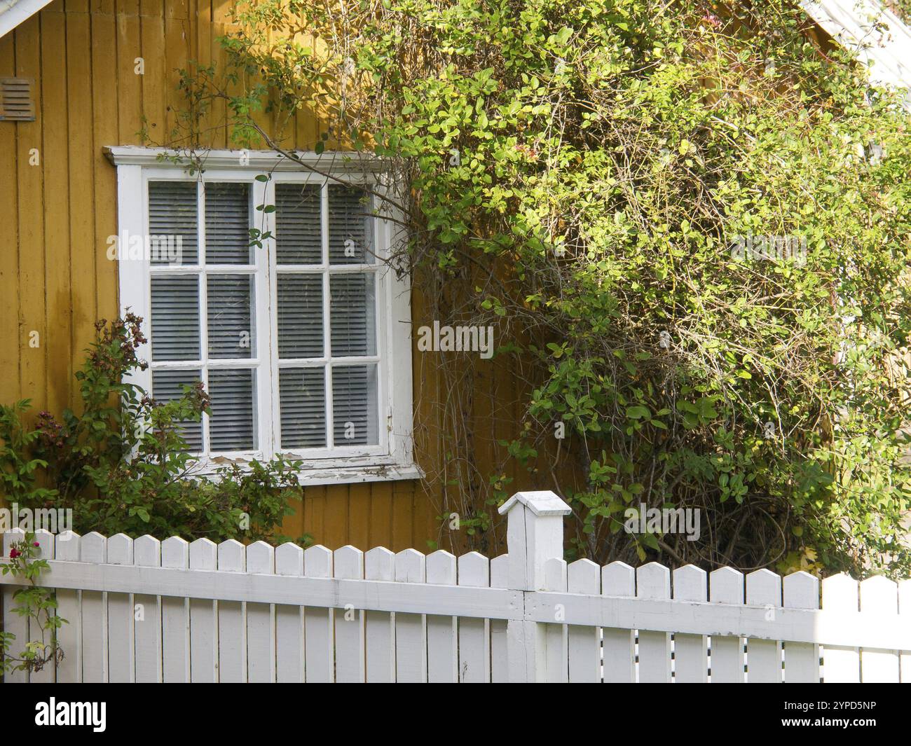 A yellow wooden house with white window frames and climbing plants ...