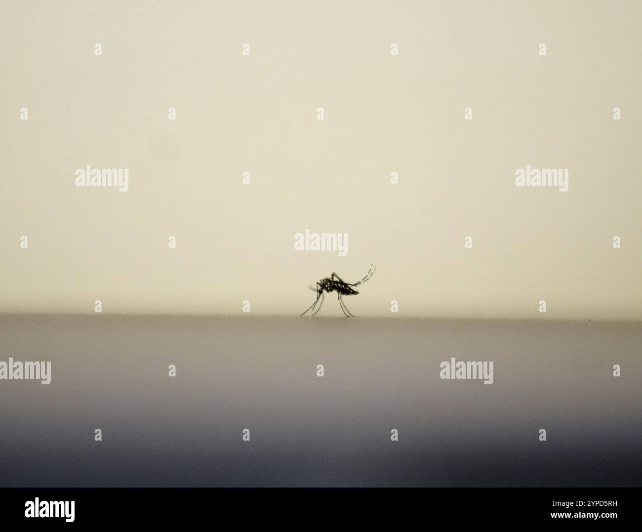 May 4 2024 Brazil The Aedes Aegypti Mosquito Is Seen Biting A Person