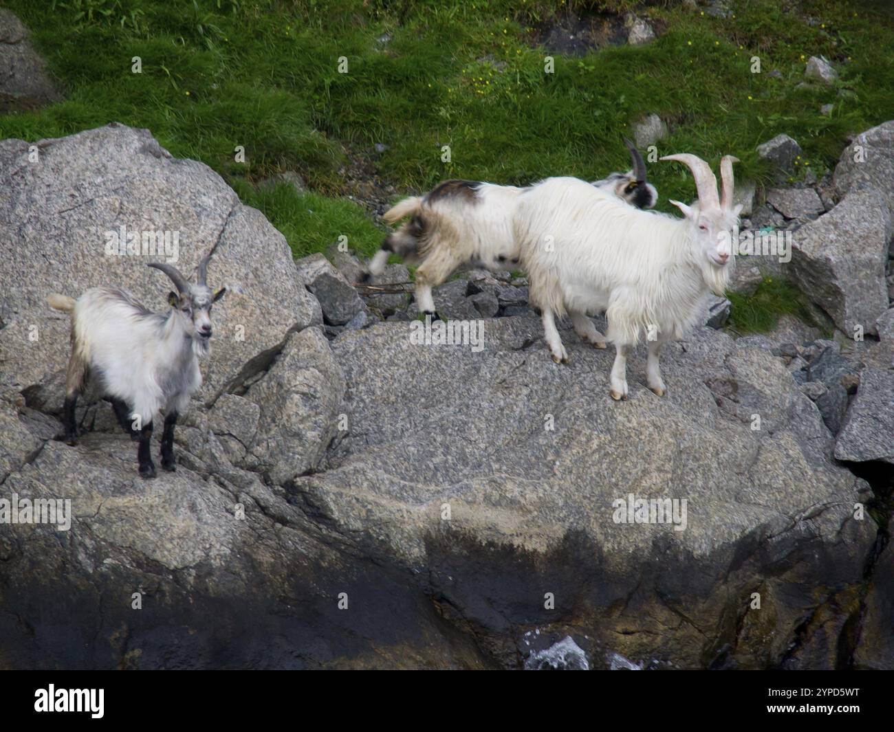 Goats standing on rocky terrain surrounded by green grass, stavanger ...