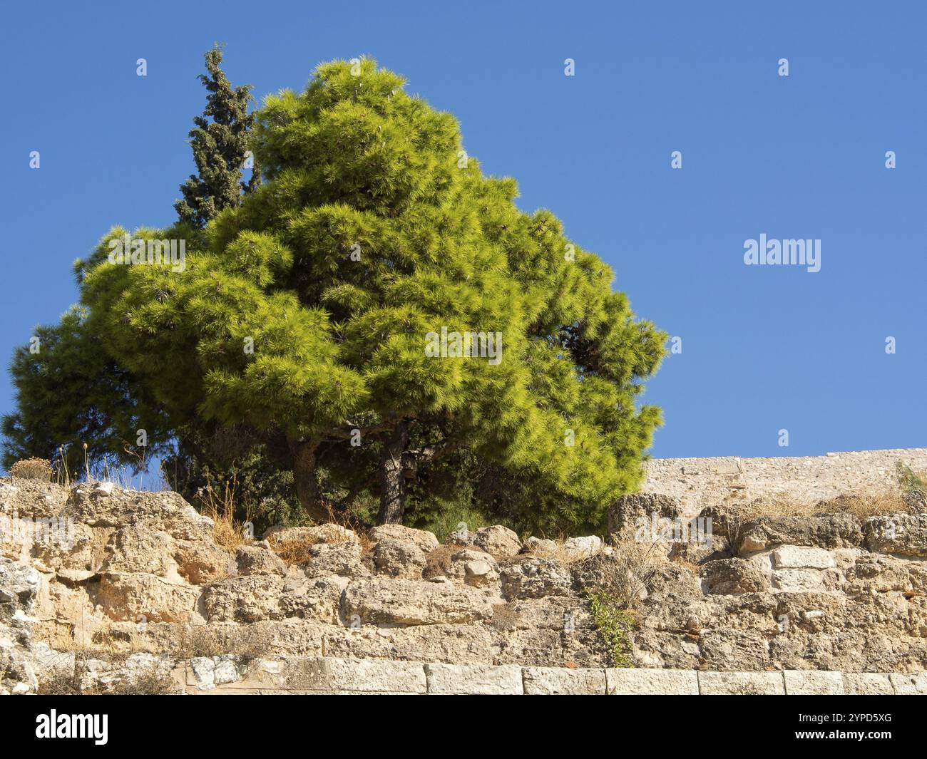 Green pine tree on old stone ruins under a clear blue sky, athens ...
