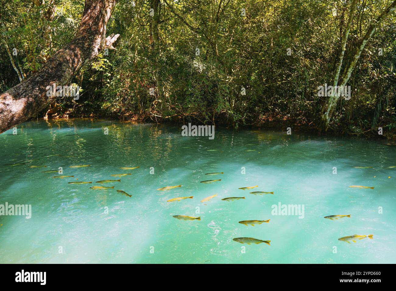 March 21, 2024, Brazil. Rio Formoso, in the city of Bonito, in Mato ...