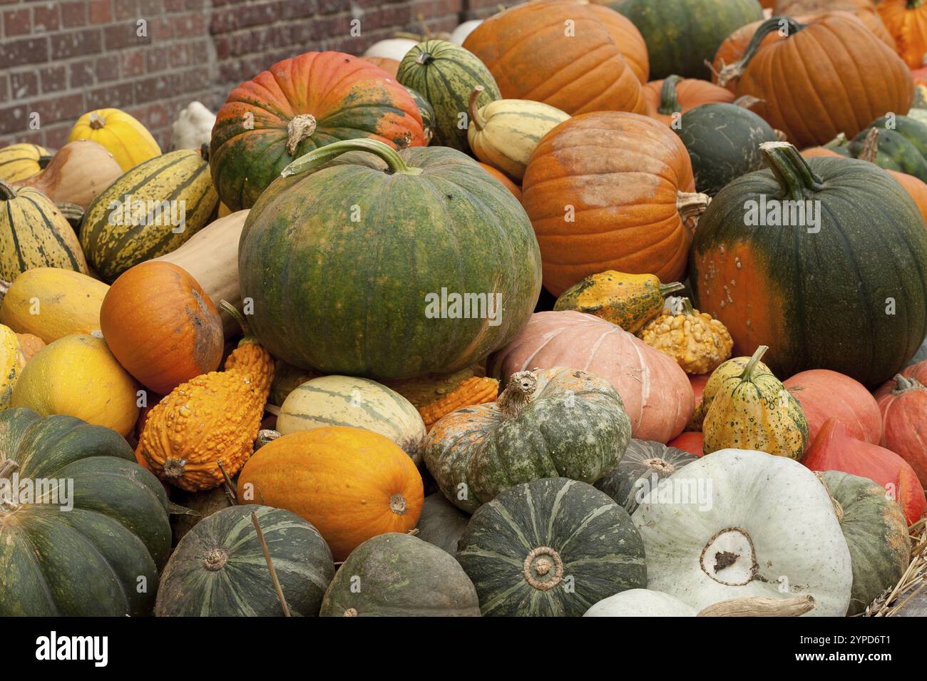 Various colourful pumpkins of different sizes and shapes, harvest shown ...