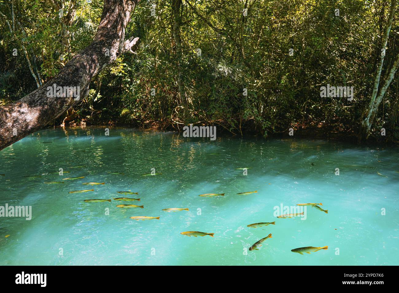 March 21, 2024, Brazil. Fish swim in the crystal clear waters of the ...