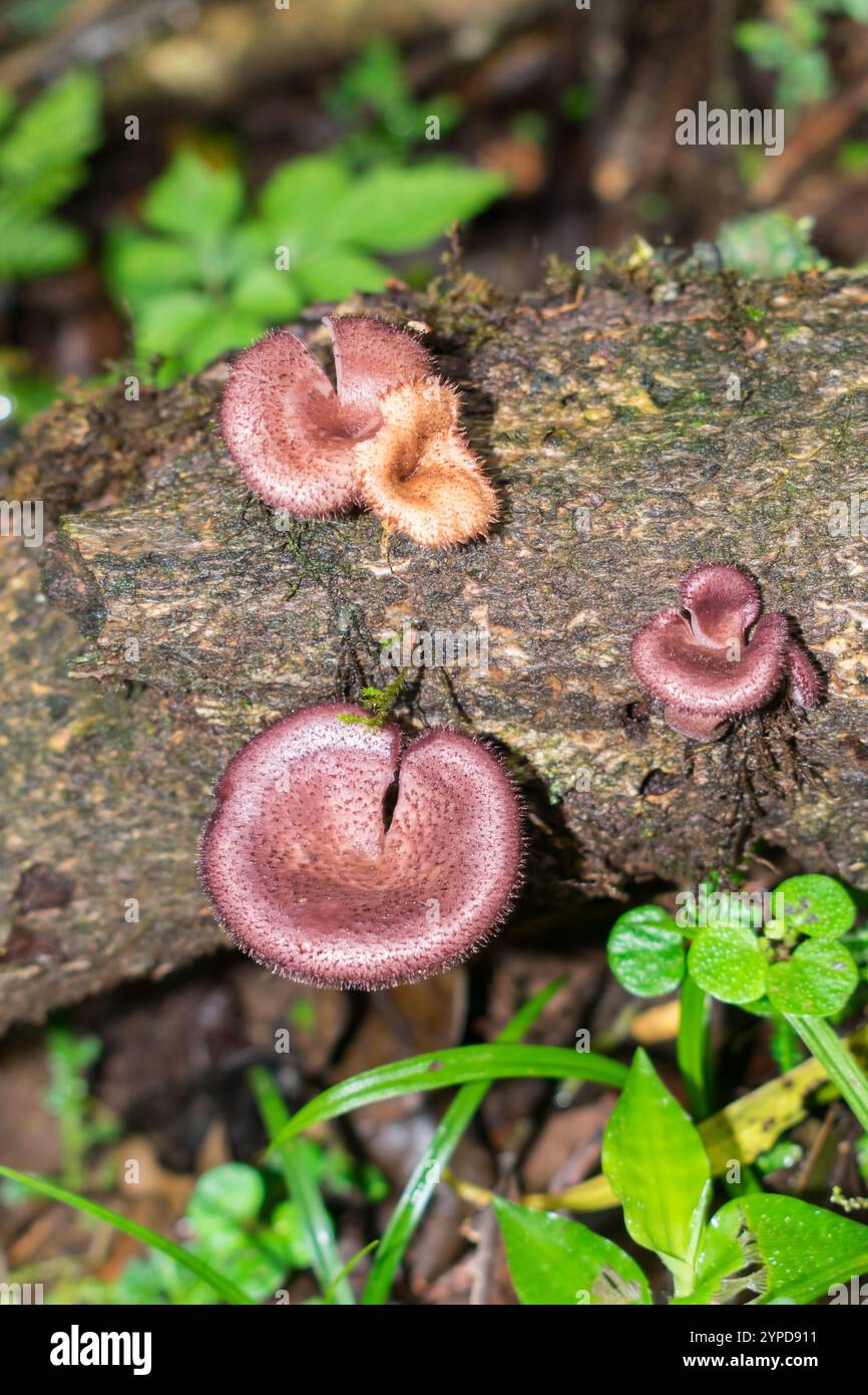 Panus strigellus wild mushroom in Sao Francisco de Paula, Brazil Stock ...