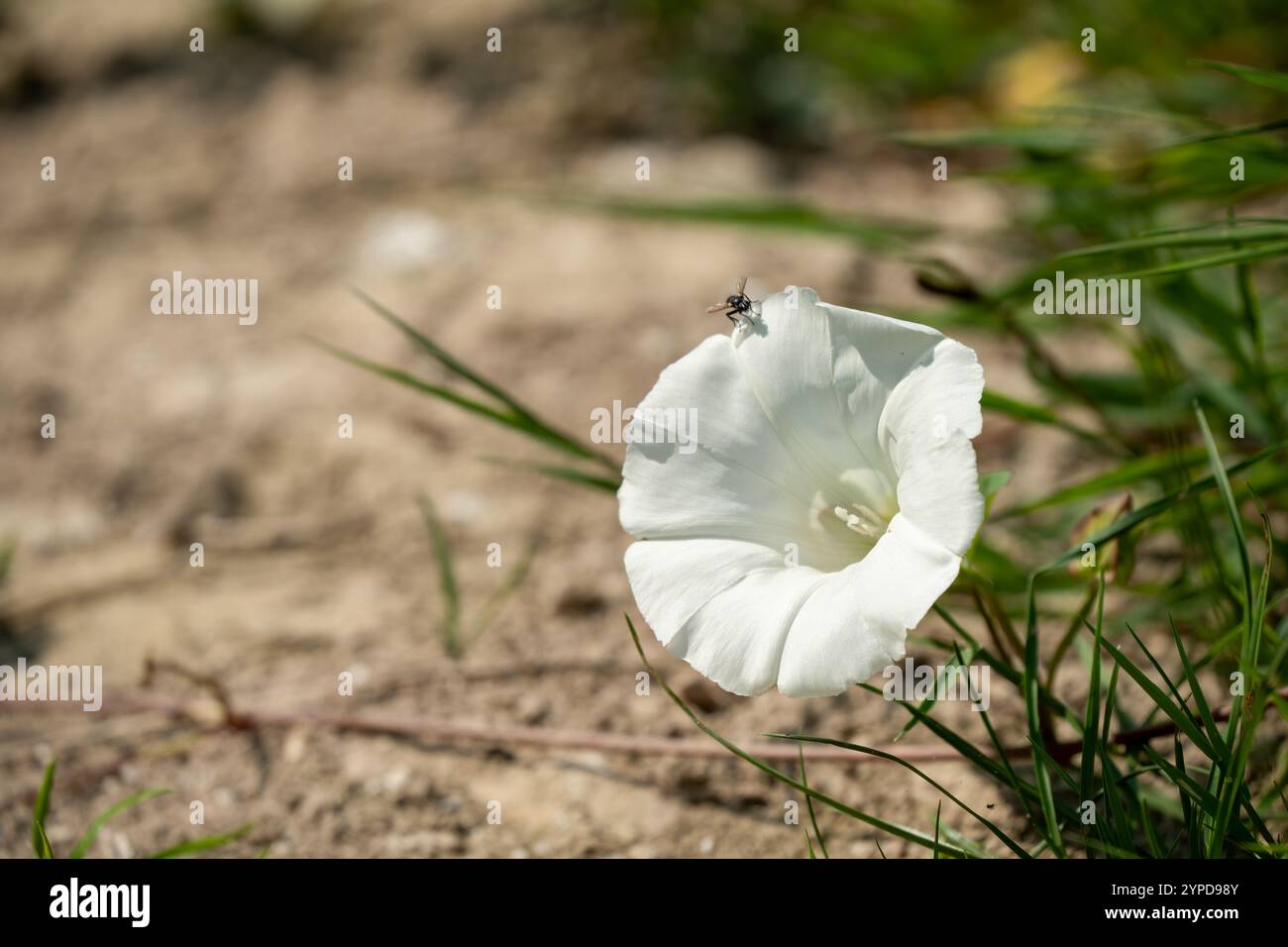 a beautiful white flower from field bindweed a.k.a. bearbine, bethbine ...