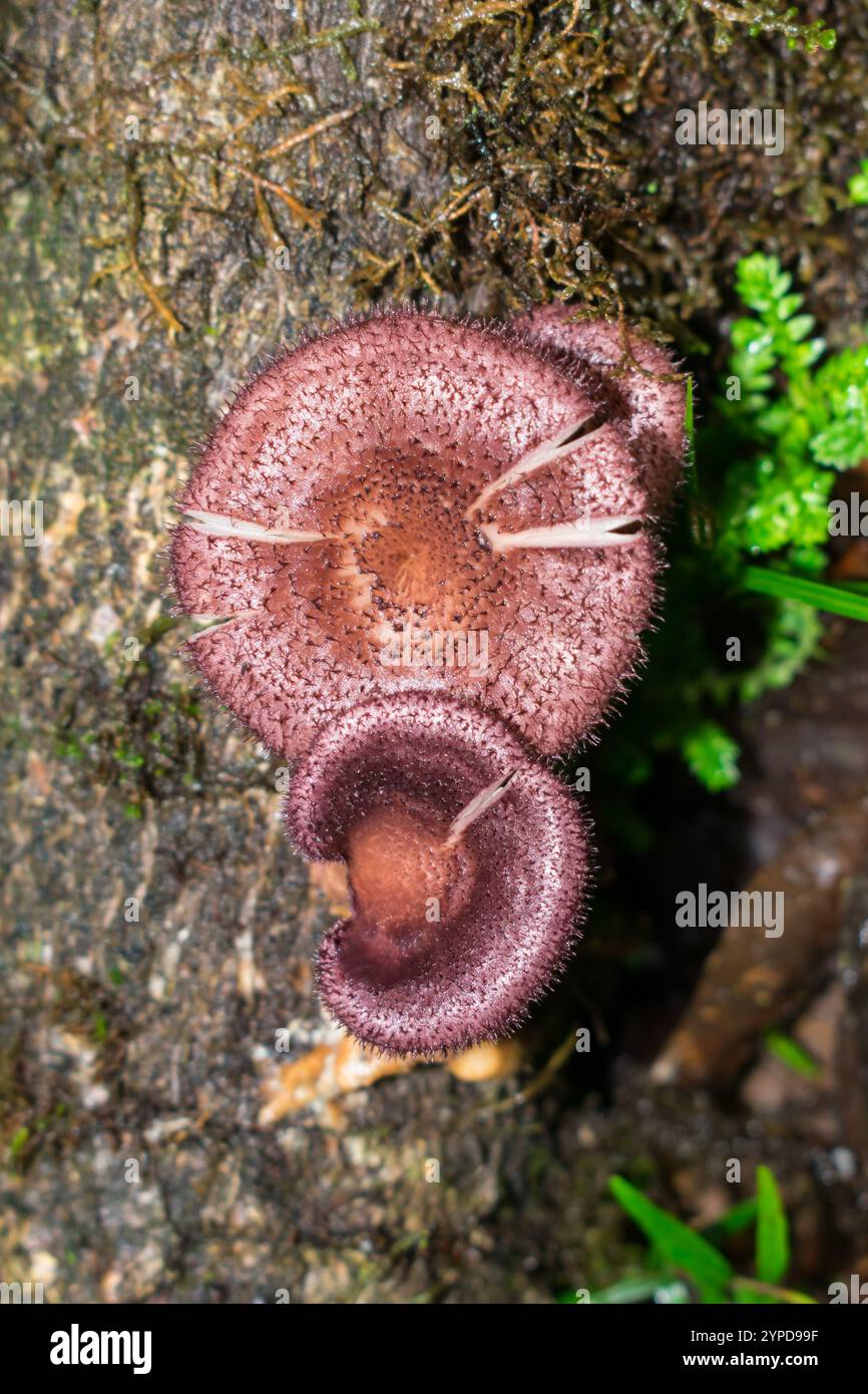 Panus strigellus wild mushroom in Sao Francisco de Paula, Brazil Stock ...