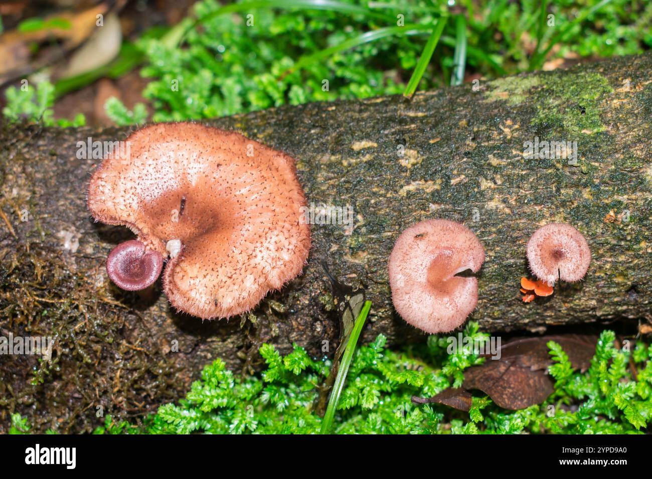 Panus strigellus wild mushroom in Sao Francisco de Paula, Brazil Stock ...