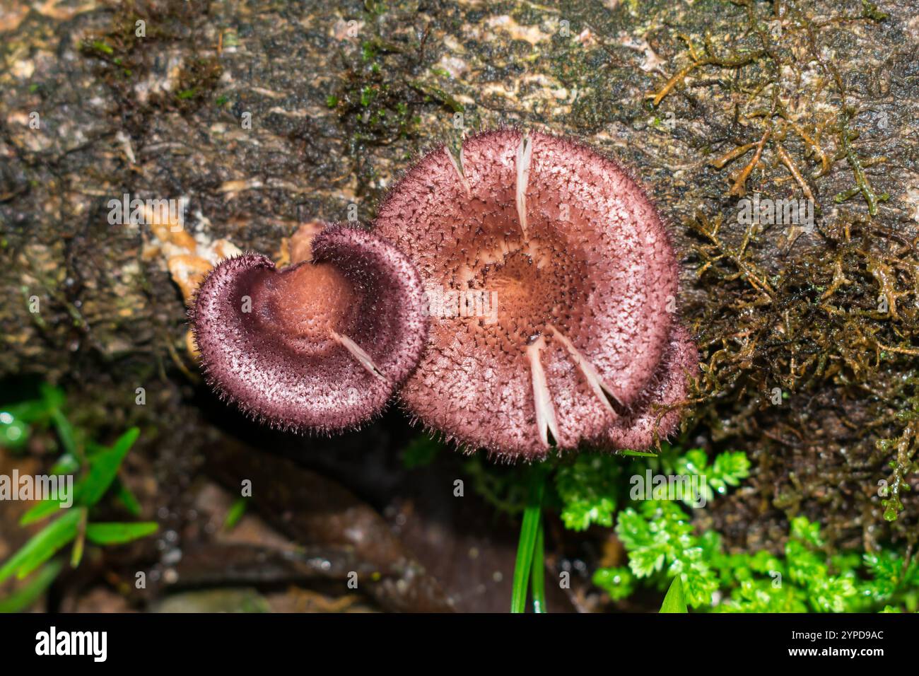 Panus strigellus wild mushroom in Sao Francisco de Paula, Brazil Stock ...