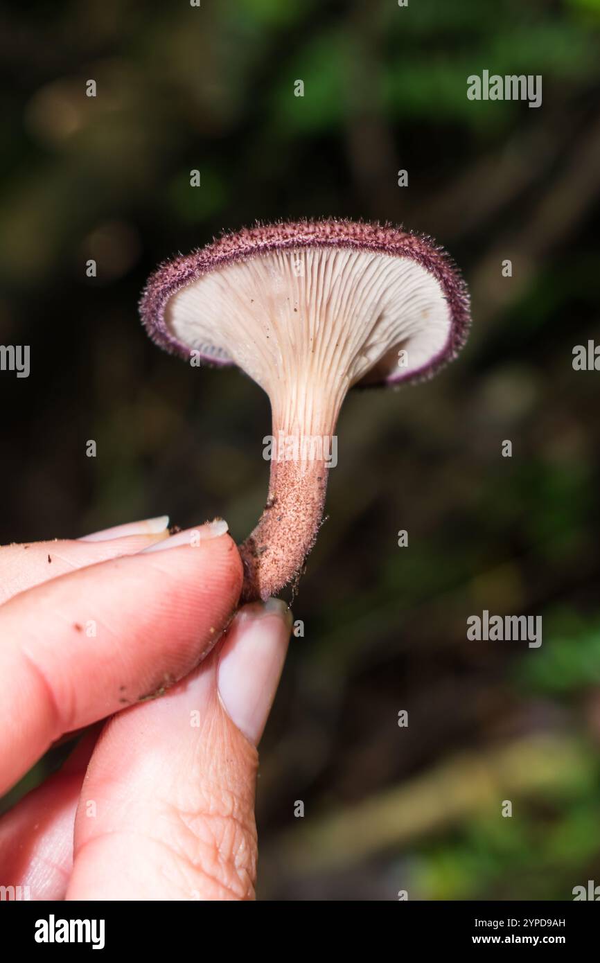 Panus strigellus wild mushroom in Sao Francisco de Paula, Brazil Stock ...