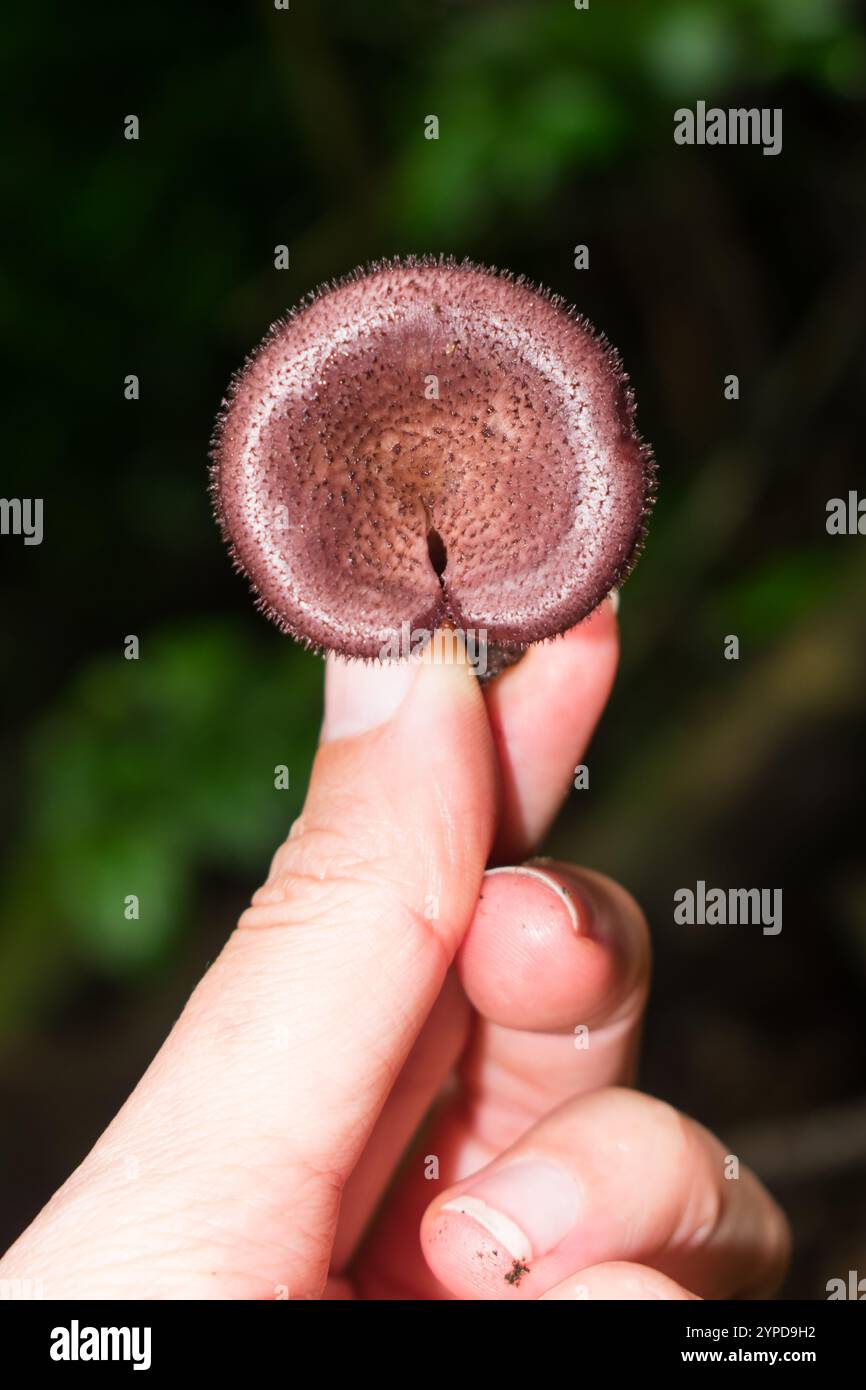 Panus strigellus wild mushroom in Sao Francisco de Paula, Brazil Stock ...