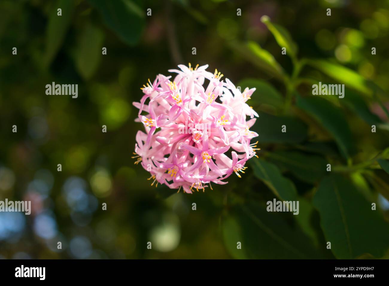 Dais cotinifolia (Pompom Tree) flowers in Nova Petropolis, South of ...