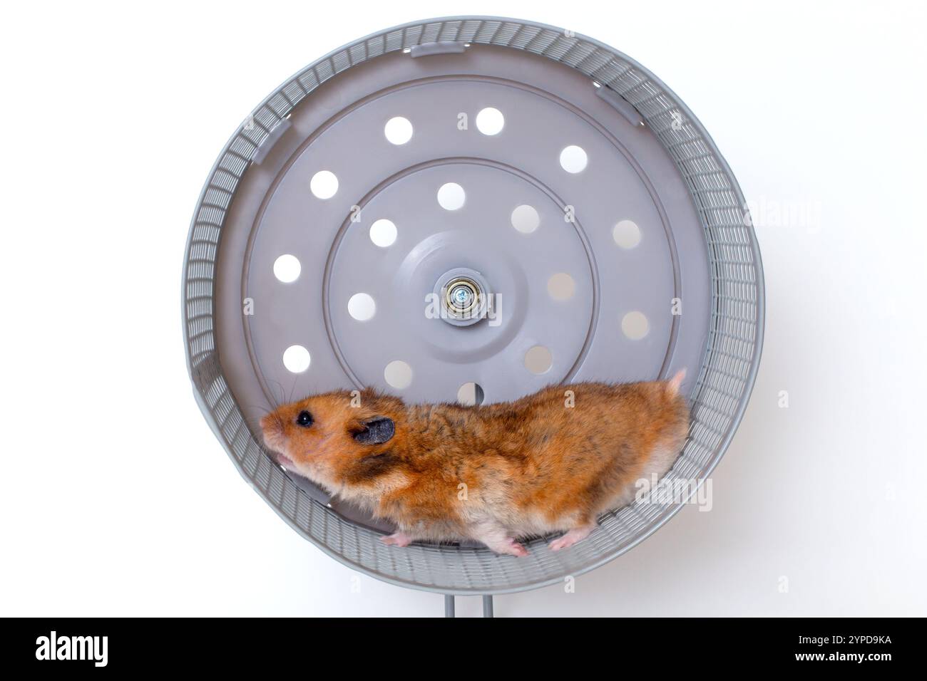 Cute hamster is running in its wheel hi-res stock photography and ...