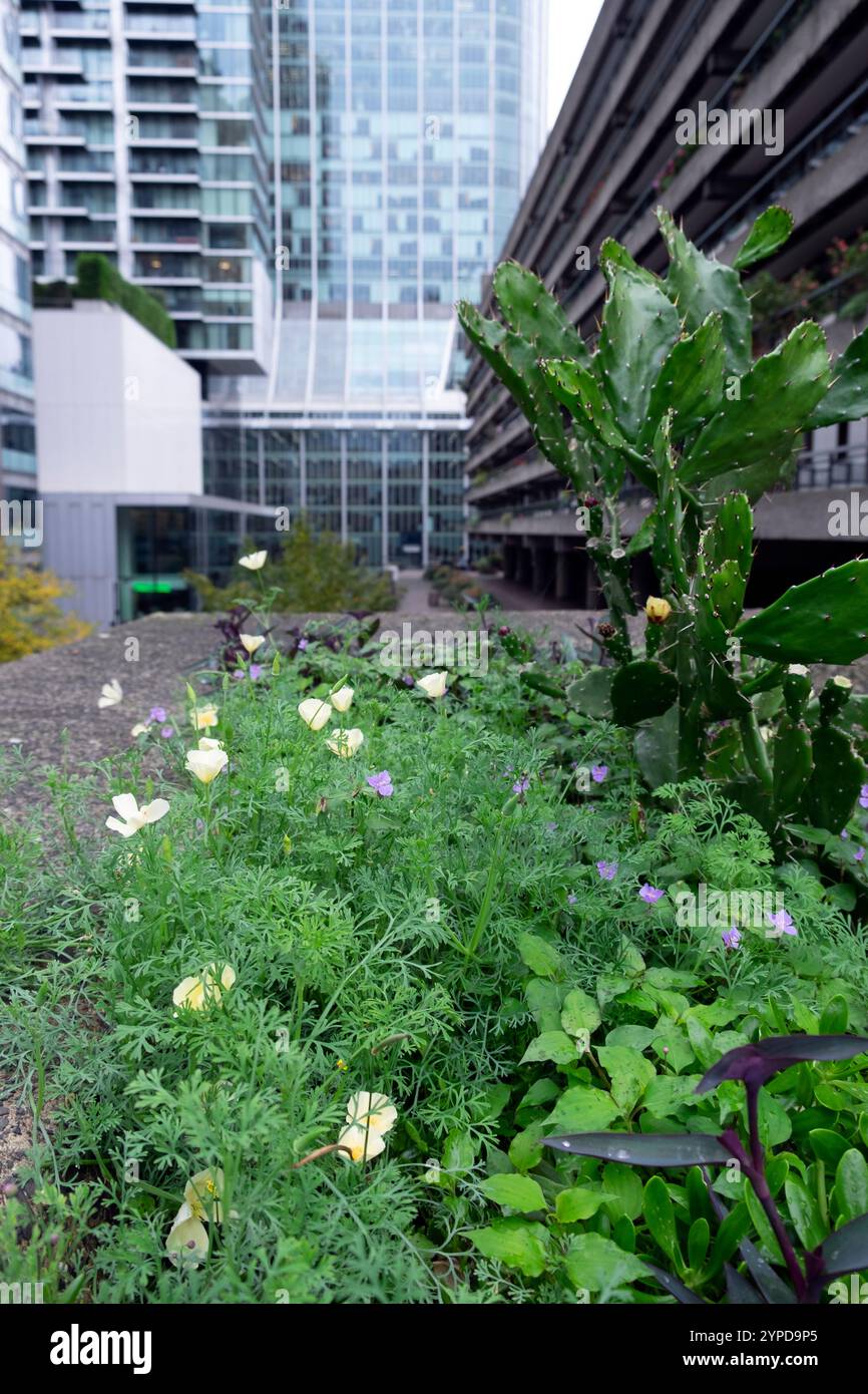 Urban garden planter on Barbican Estate with perennialS cactus and ...
