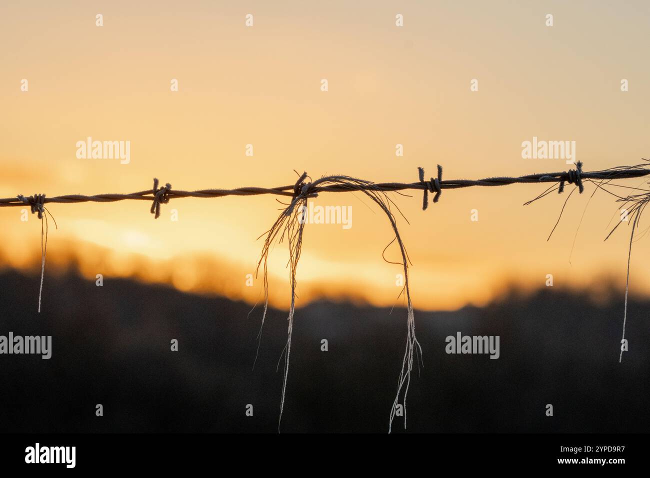 Barbed Wire with horse hair attached Stock Photo - Alamy