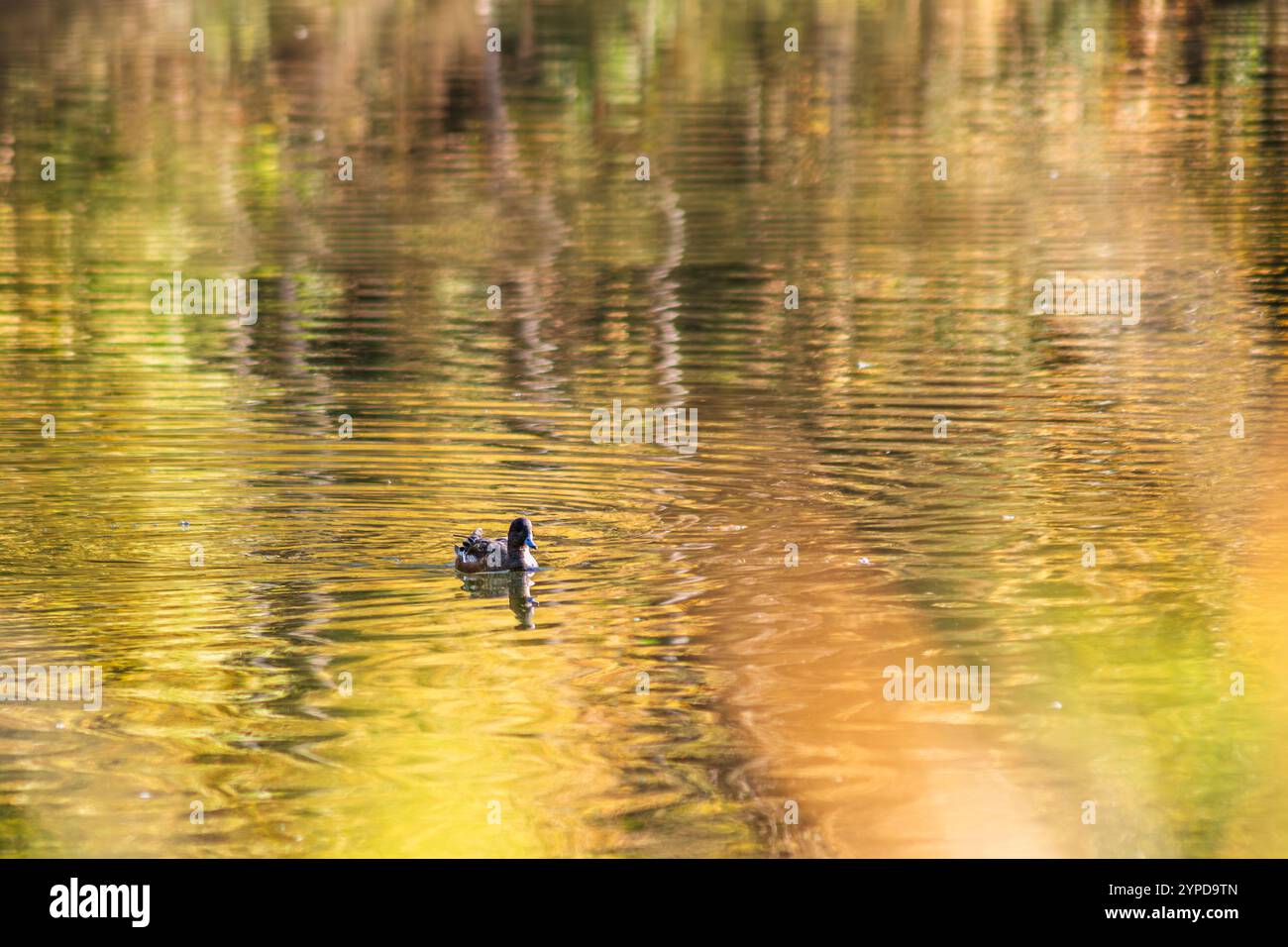 Gadwall swimming at Whitaker Ponds Nature Park in Portland Oregon Stock ...