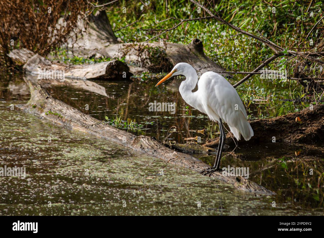 Plumed Egret at Whitaker Ponds Nature Park in Portland Oregon Stock ...