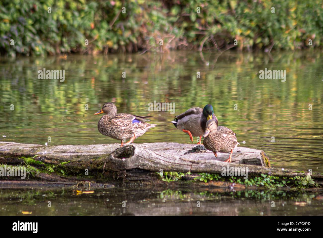 Male and female Mallard ducks resting on a log at Whitaker Ponds Nature ...