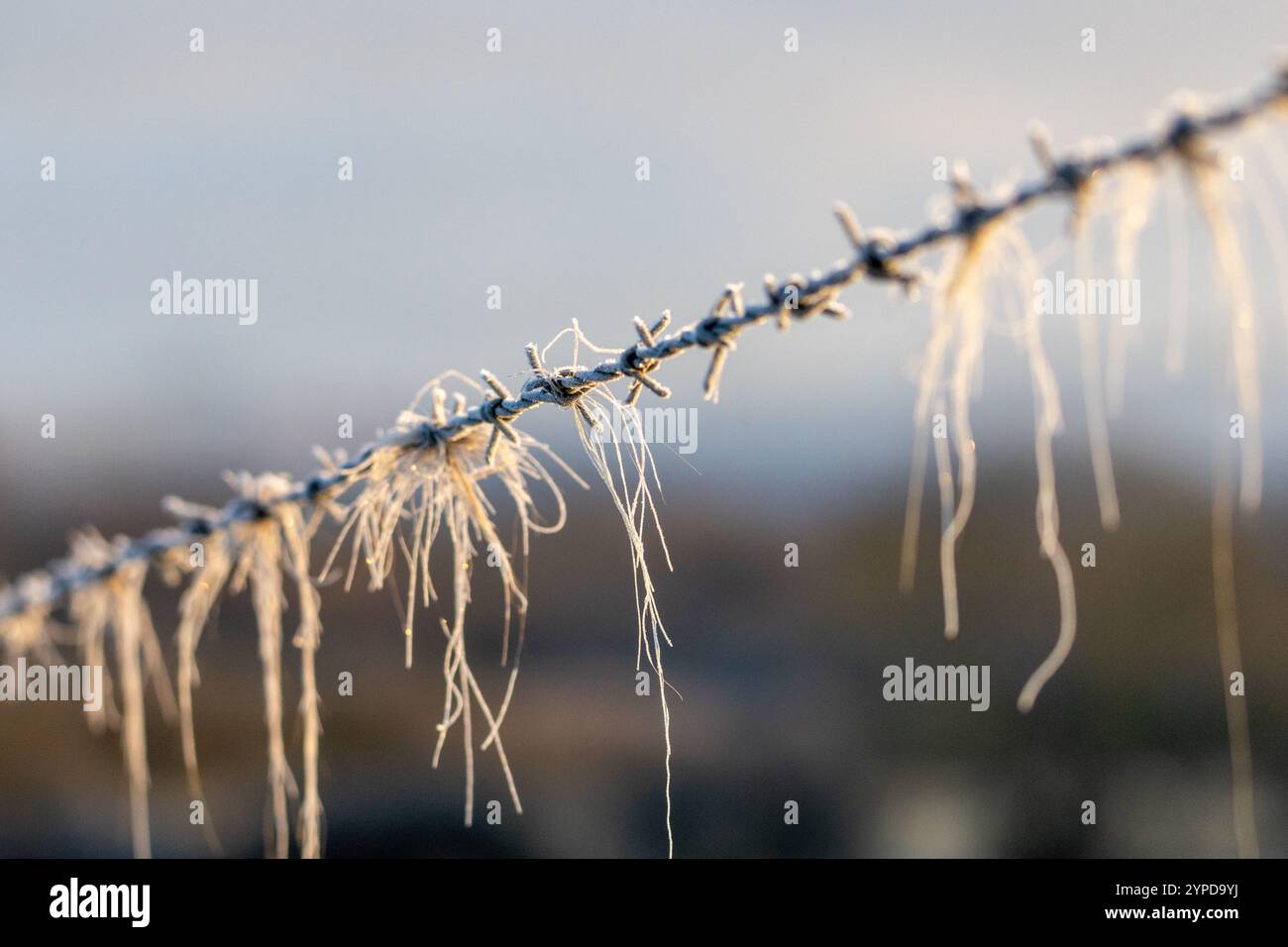 Barbed Wire with horse hair attached Stock Photo - Alamy