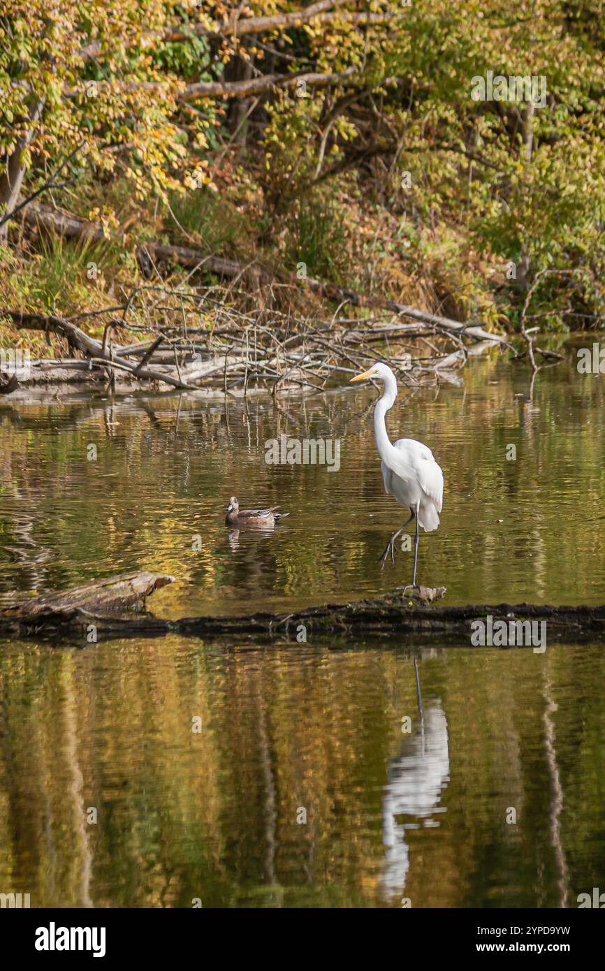 Great Egret walking on a log at Whitaker Ponds Nature Park in Portland ...