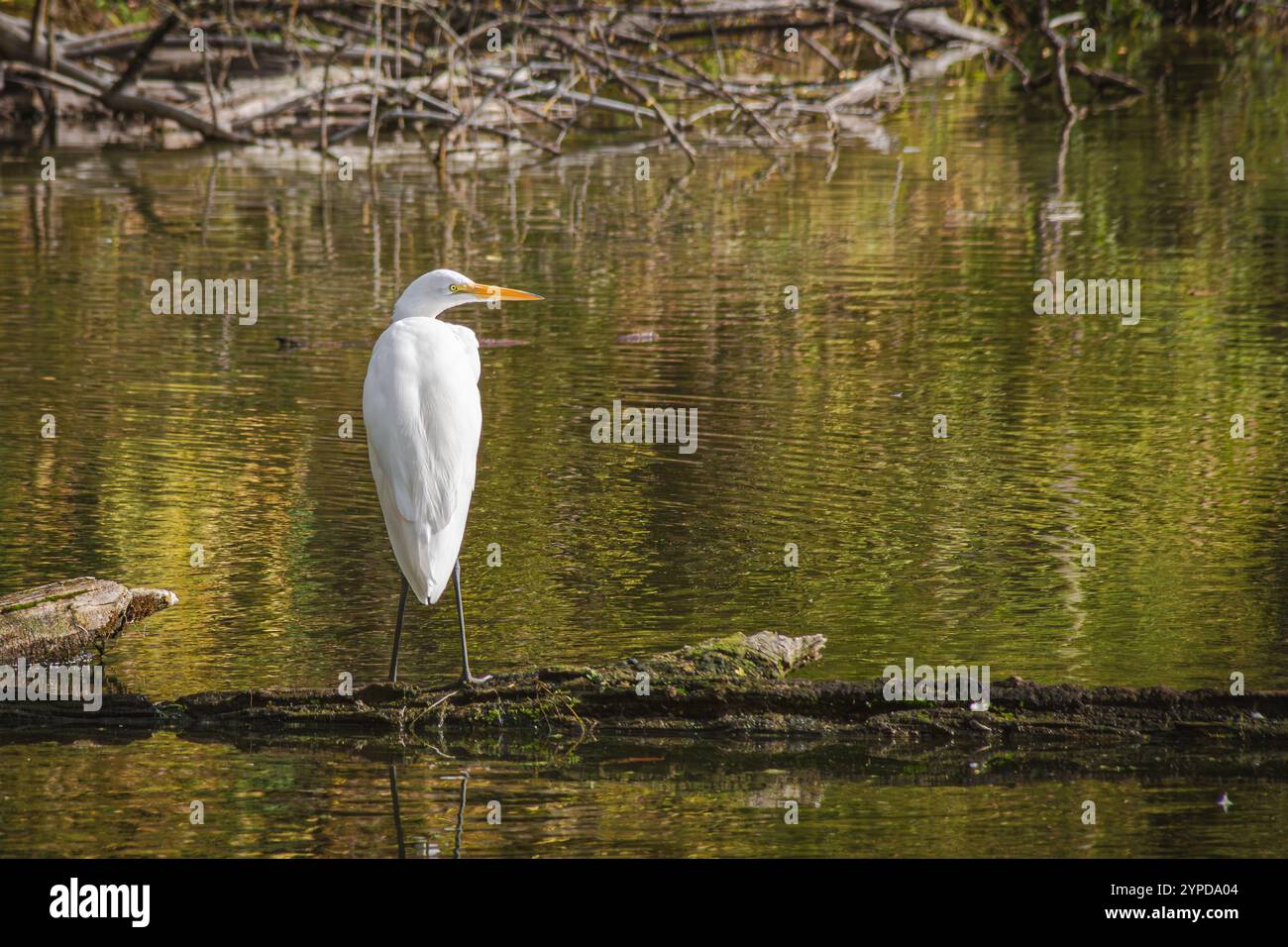 Plumed Egret at Whitaker Ponds Nature Park in Portland Oregon Stock ...