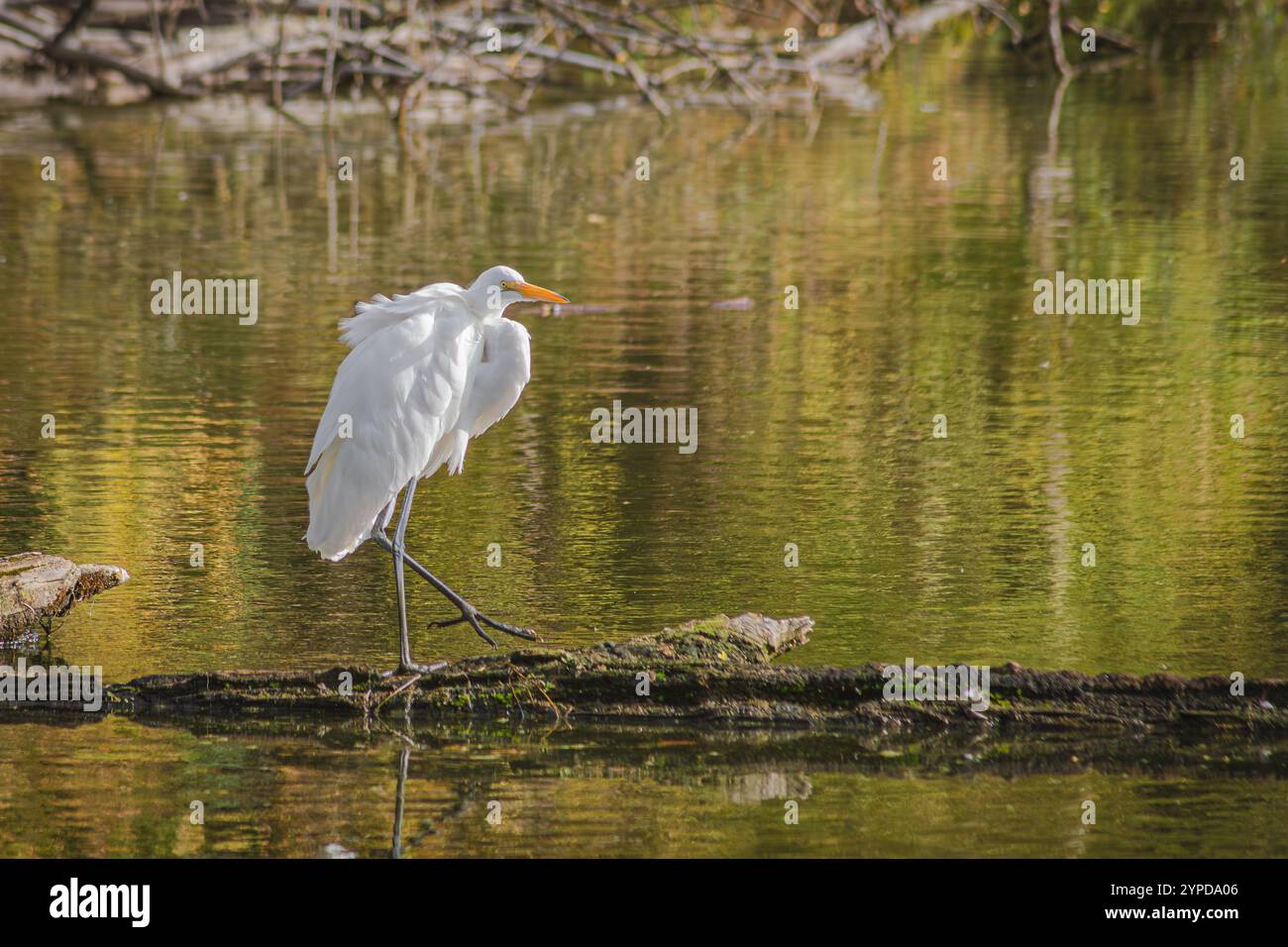 Plumed Egret at Whitaker Ponds Nature Park in Portland Oregon Stock ...