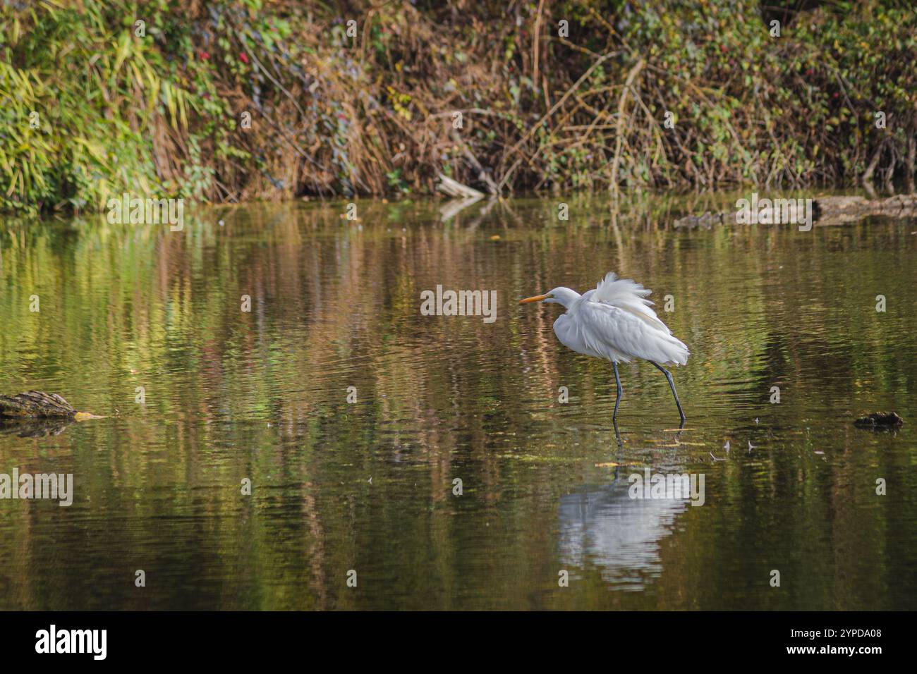 Plumed Egret at Whitaker Ponds Nature Park in Portland Oregon Stock ...