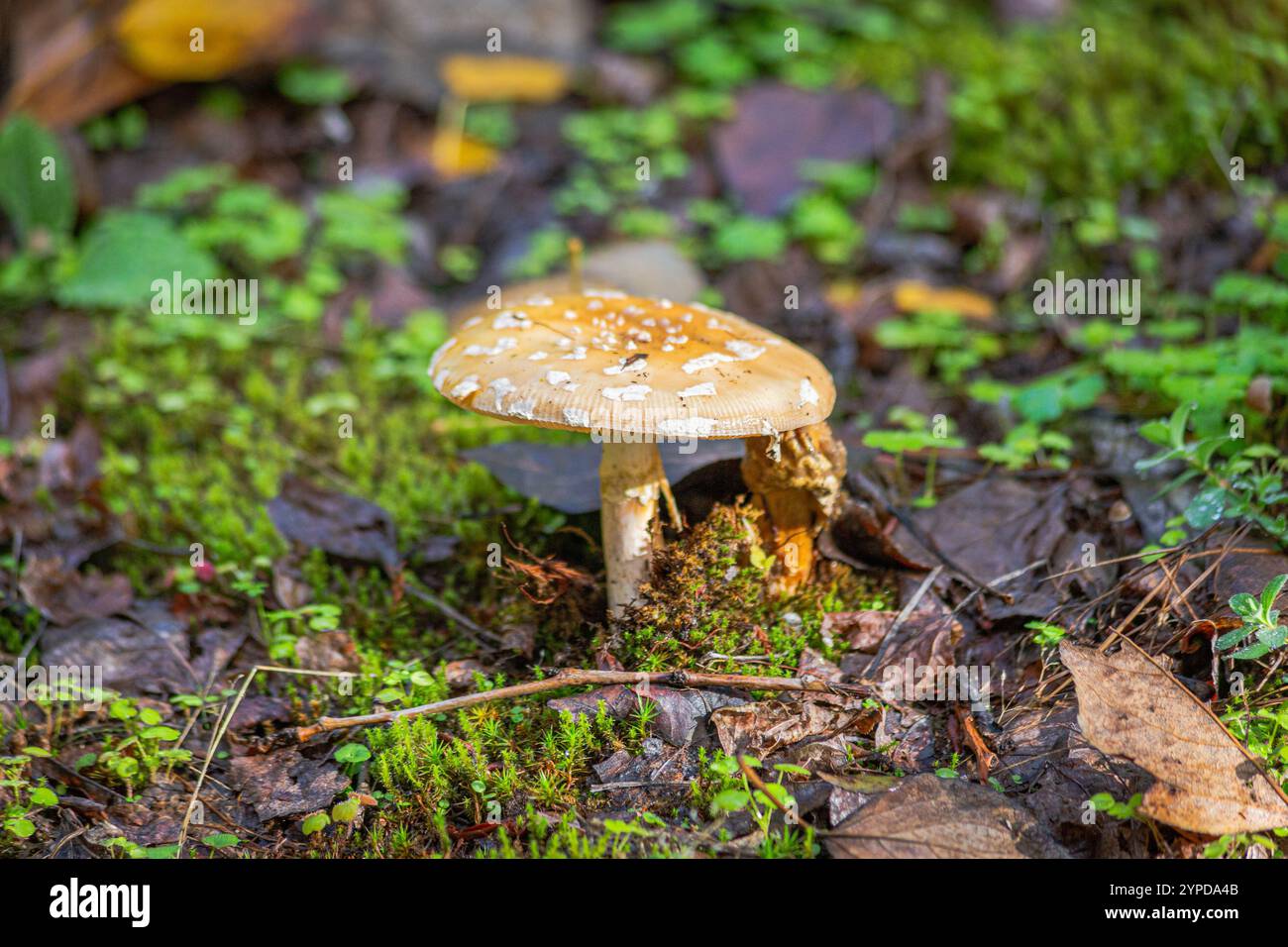 mushrooms growing in the fall foliage at Kelley Point Park in Portland ...