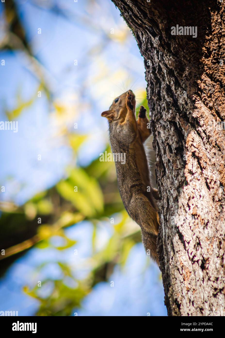 Squirrel in a tree Stock Photo - Alamy