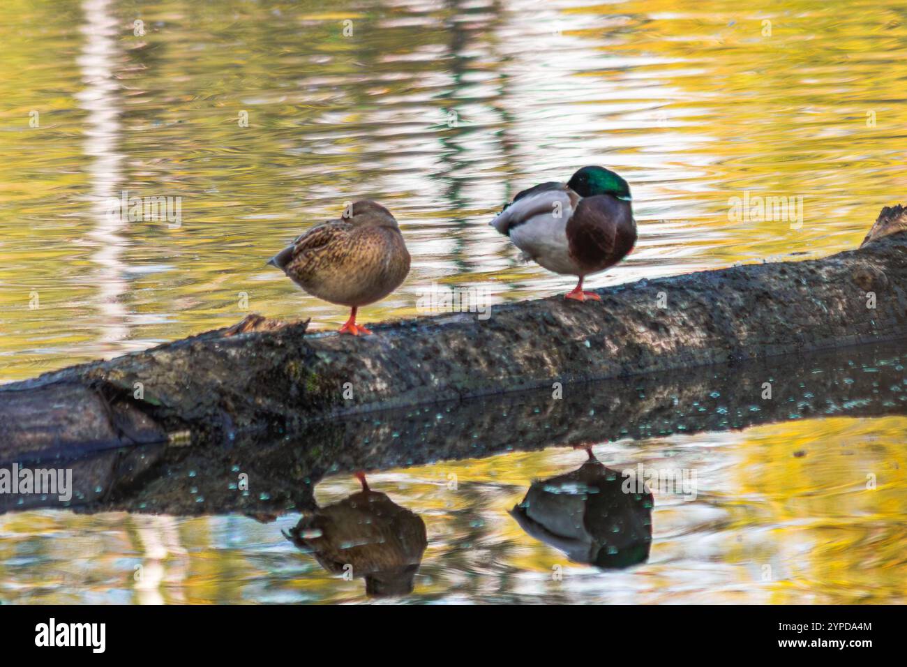 Male and female Mallard ducks resting on a log at Whitaker Ponds Nature ...