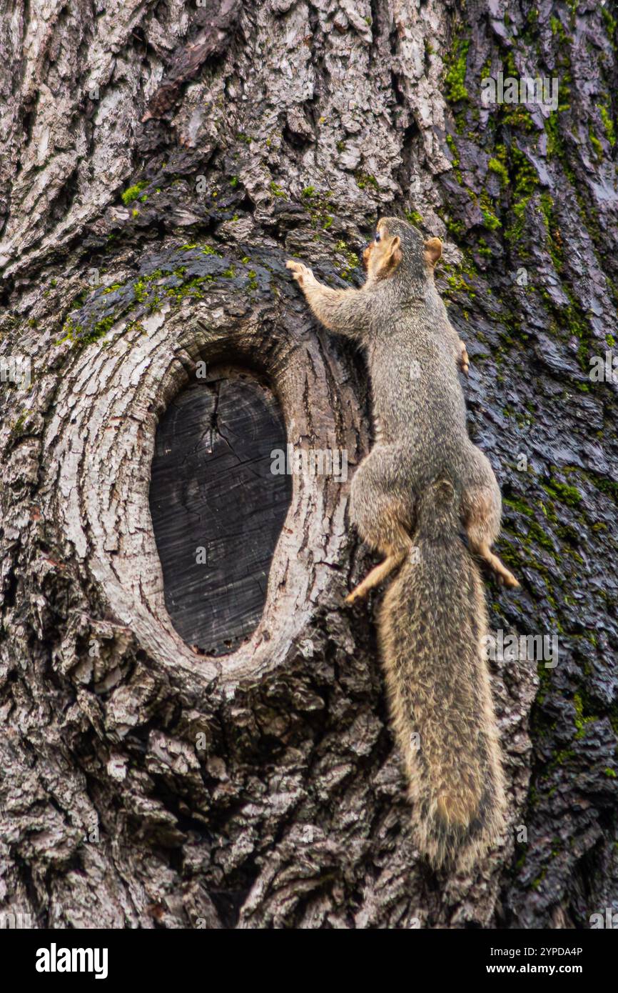 Squirrel in a tree Stock Photo - Alamy