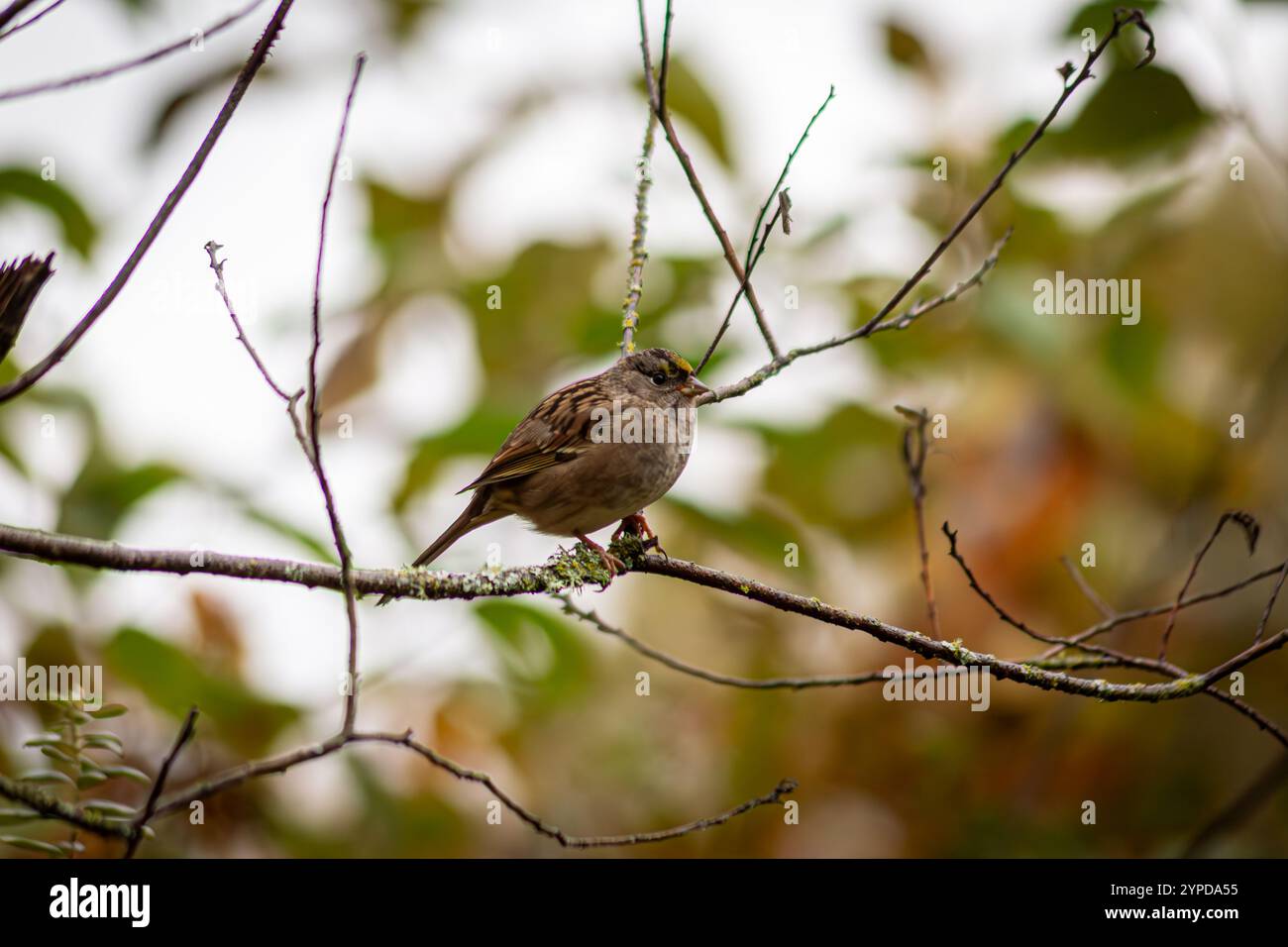 Gold crowned sparrow hi-res stock photography and images - Alamy