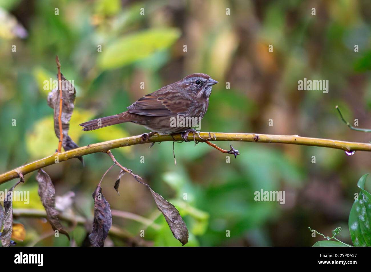 Gold crowned sparrow hi-res stock photography and images - Alamy