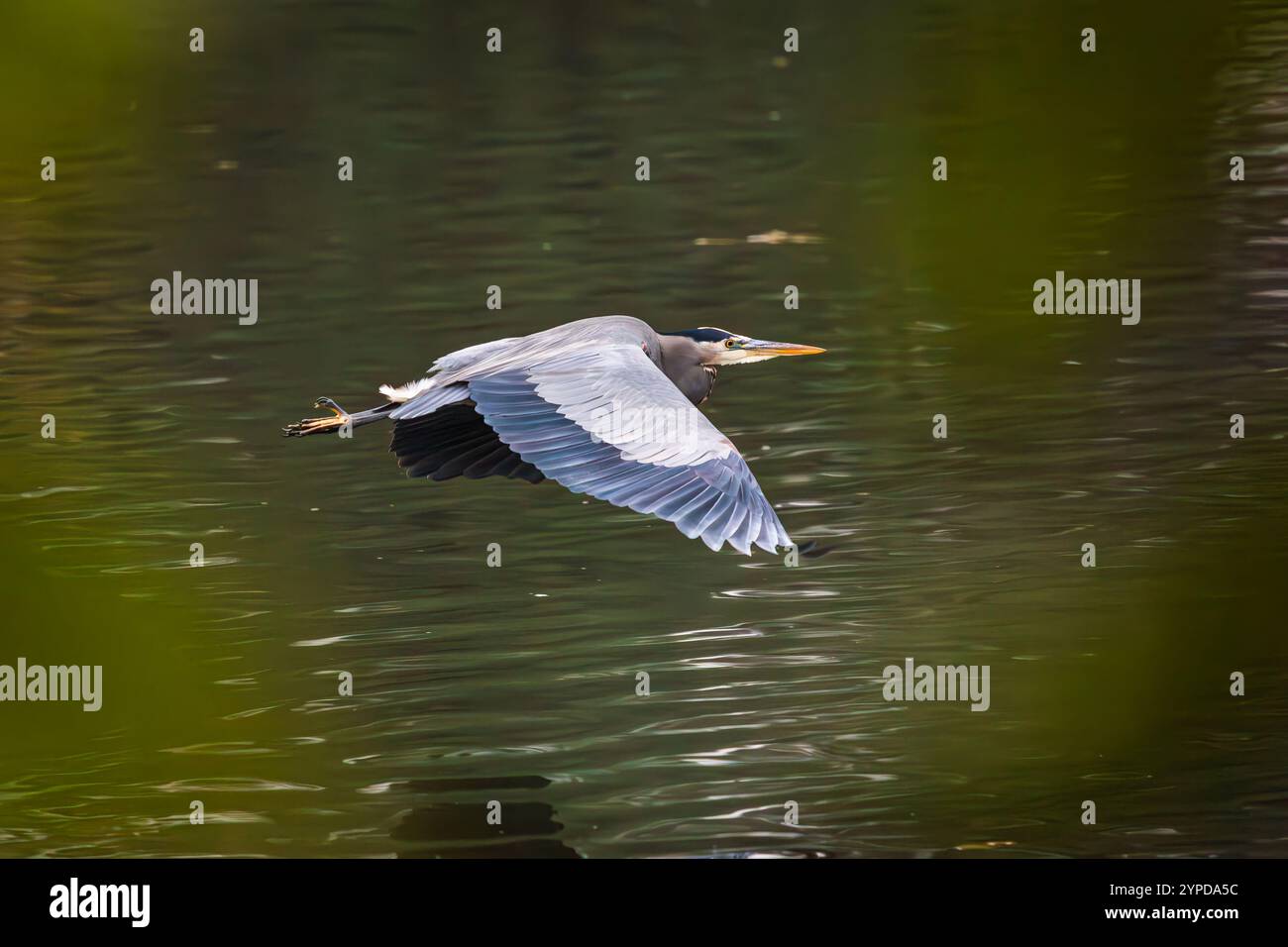 Great Blue Heron flying with its wings spread over the water with nice ...