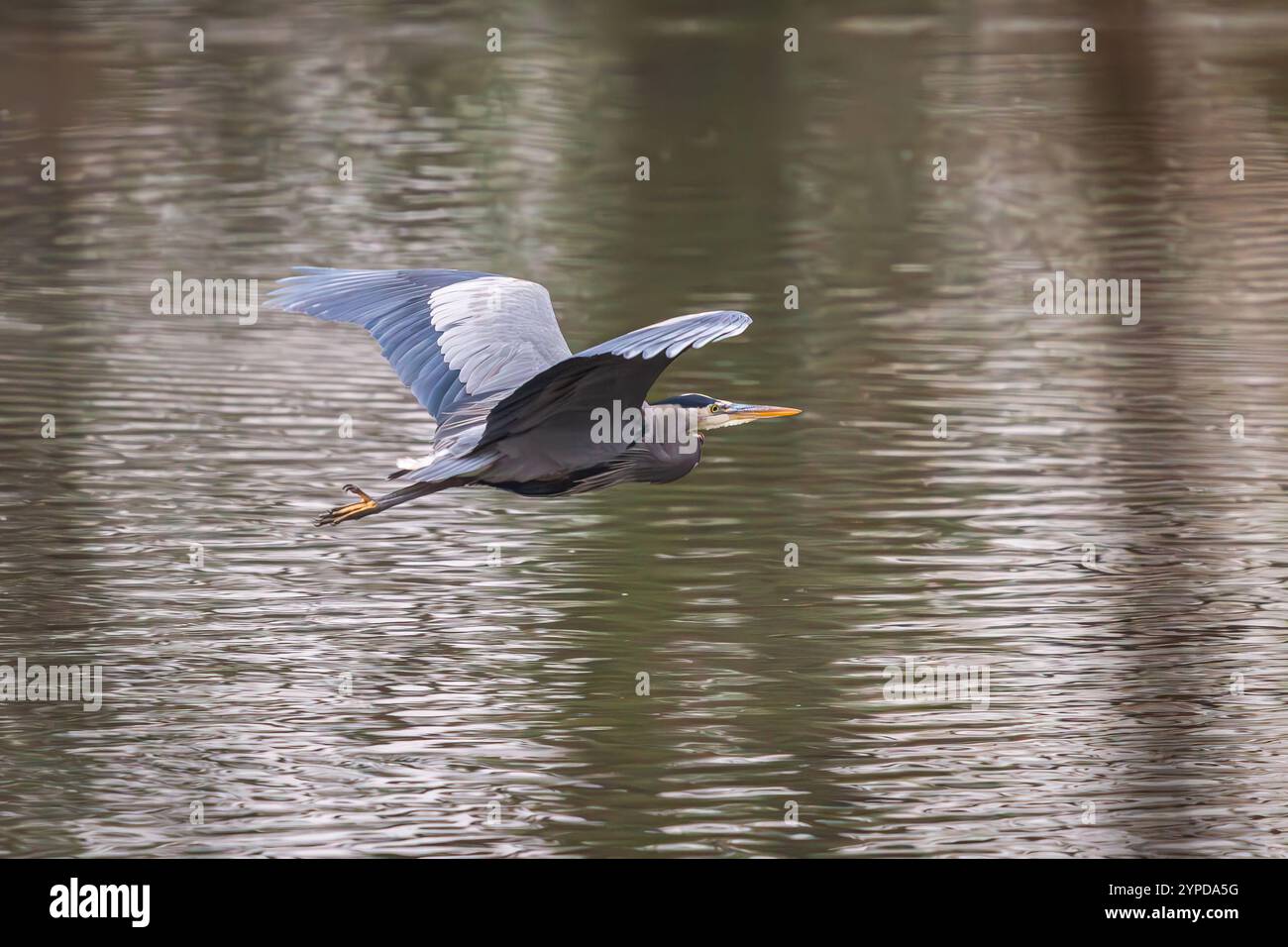 Great Blue Heron flying with its wings spread over the water with nice ...