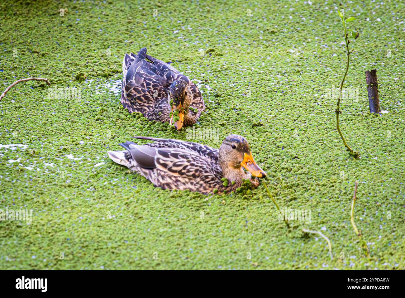 Two female mallard ducks swimming through thick algae at Whitaker Ponds ...
