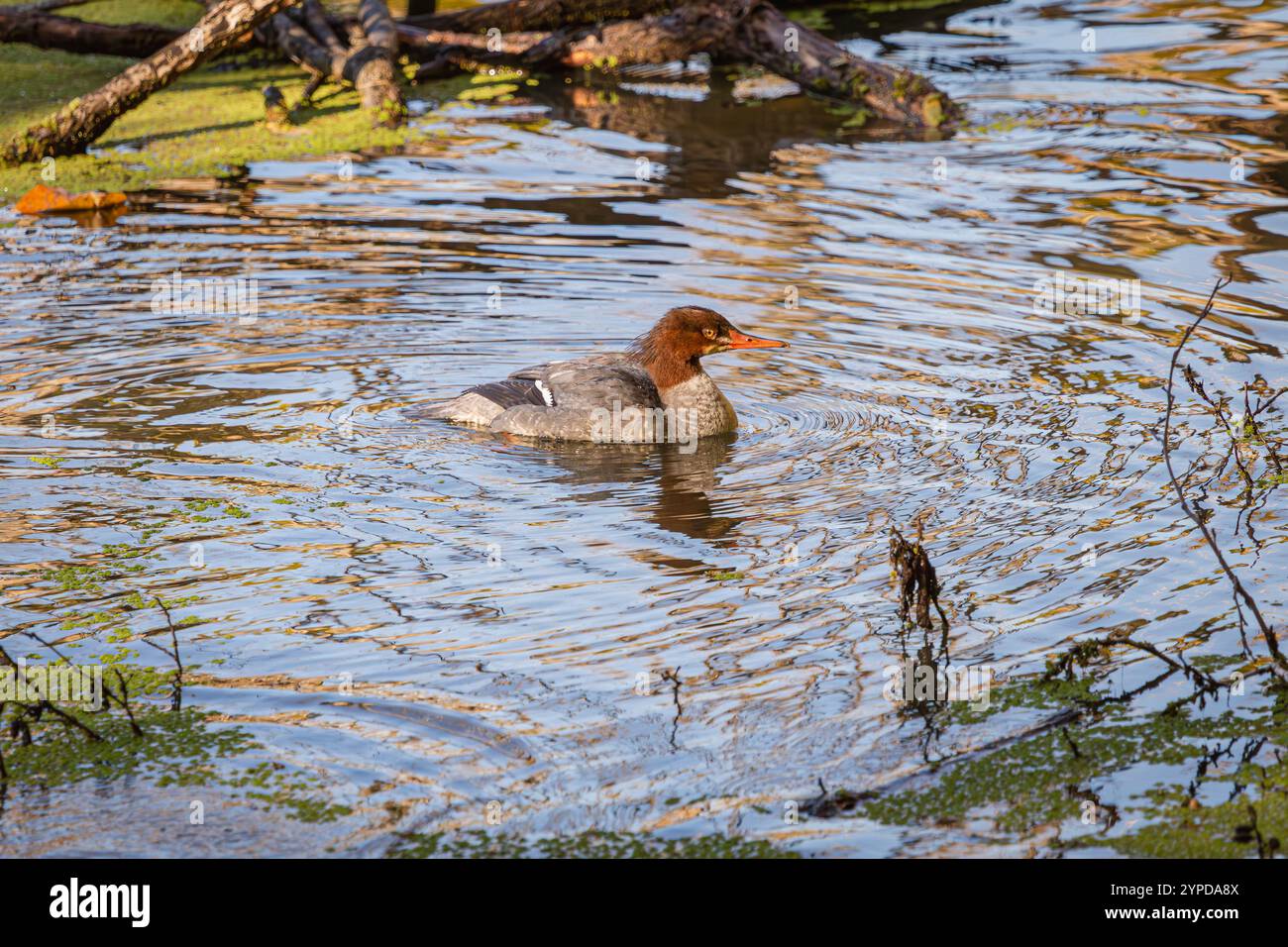 Common Merganser swimming in water with nice reflections at Whitaker ...