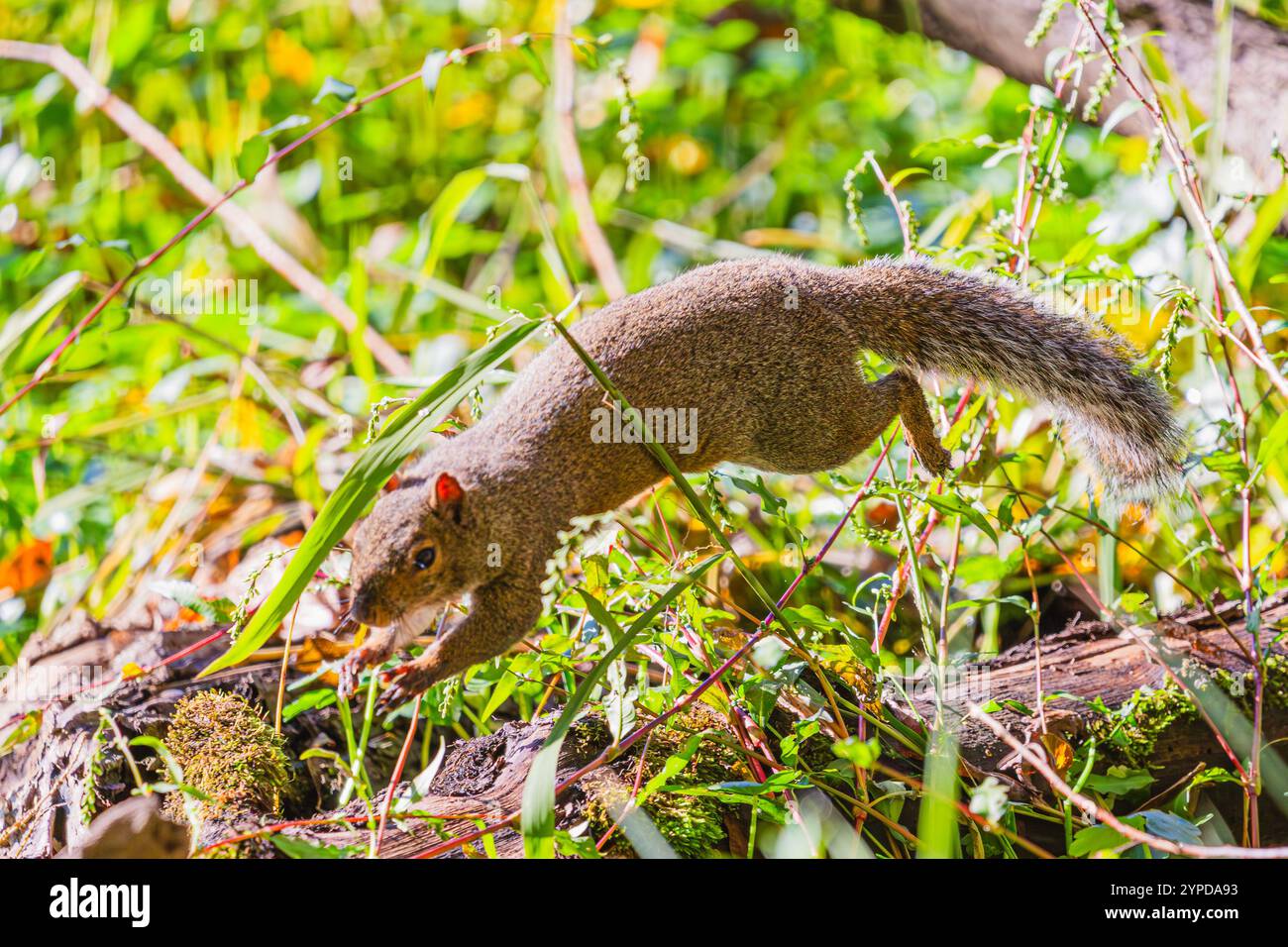 Cute squirrel leaping through the grass at Whitaker Ponds Nature Park ...